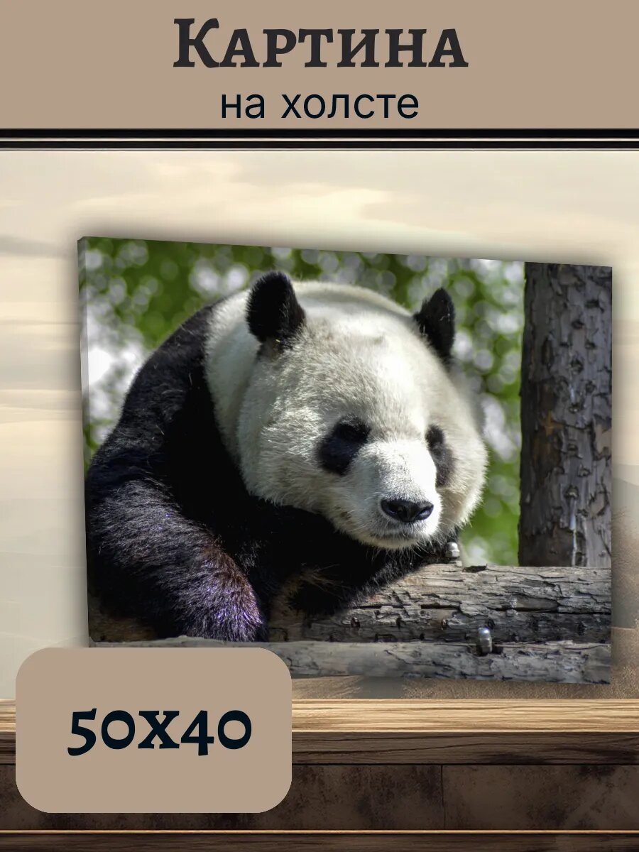 Картина Постер Китай China 40x50 панда бамбук