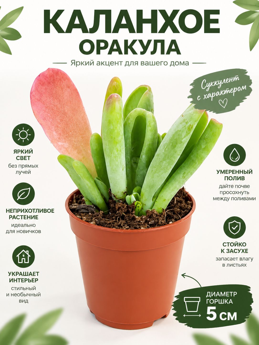 Каланхое Орикула (Оракула), живое растение, D-5 живое растение