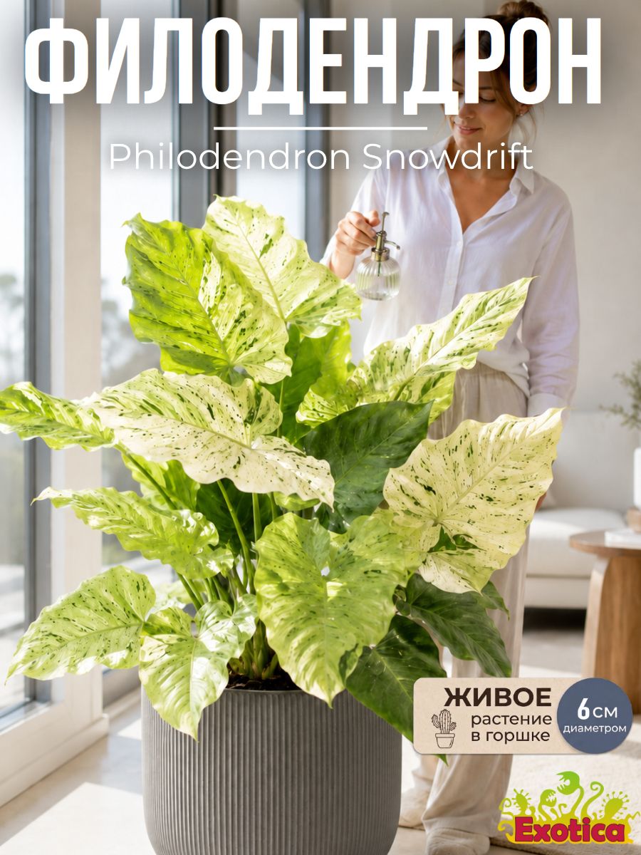 Филодендрон Сноудрифт (Philodendron Snowdrift) D6см, живое растение