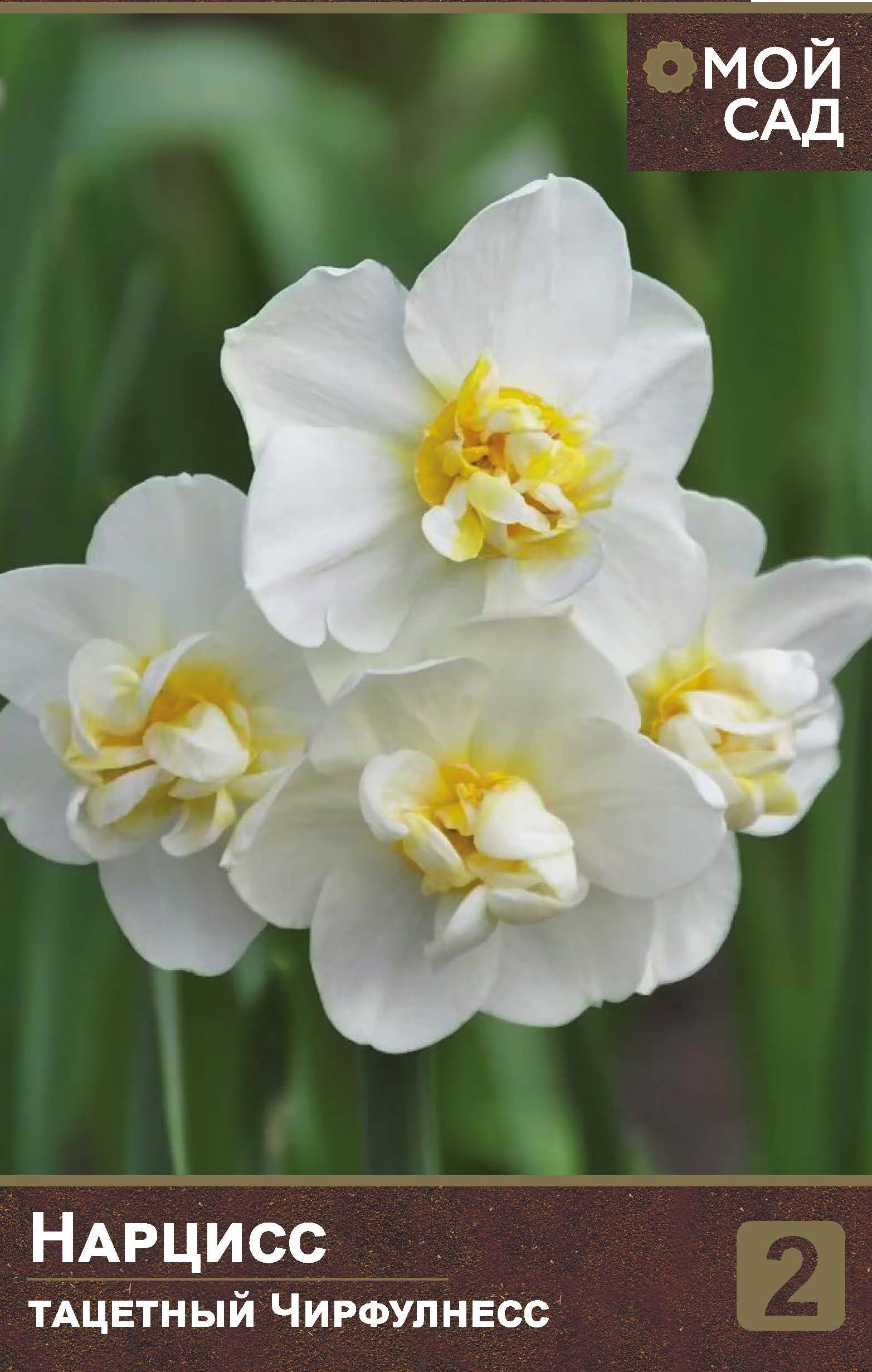 Луковицы Нарцисс тацетный Чирфулнесс