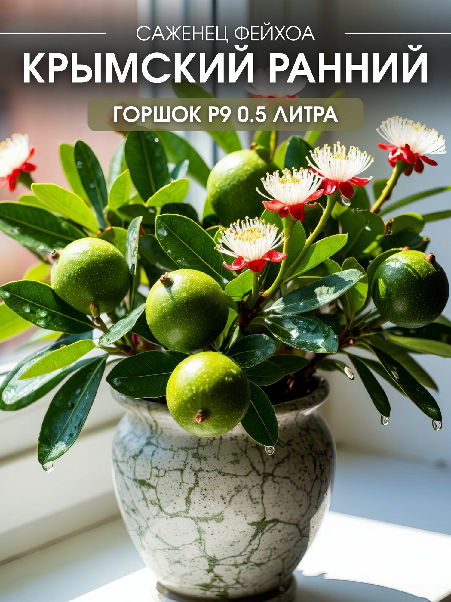 Фейхоа Крымский Ранний