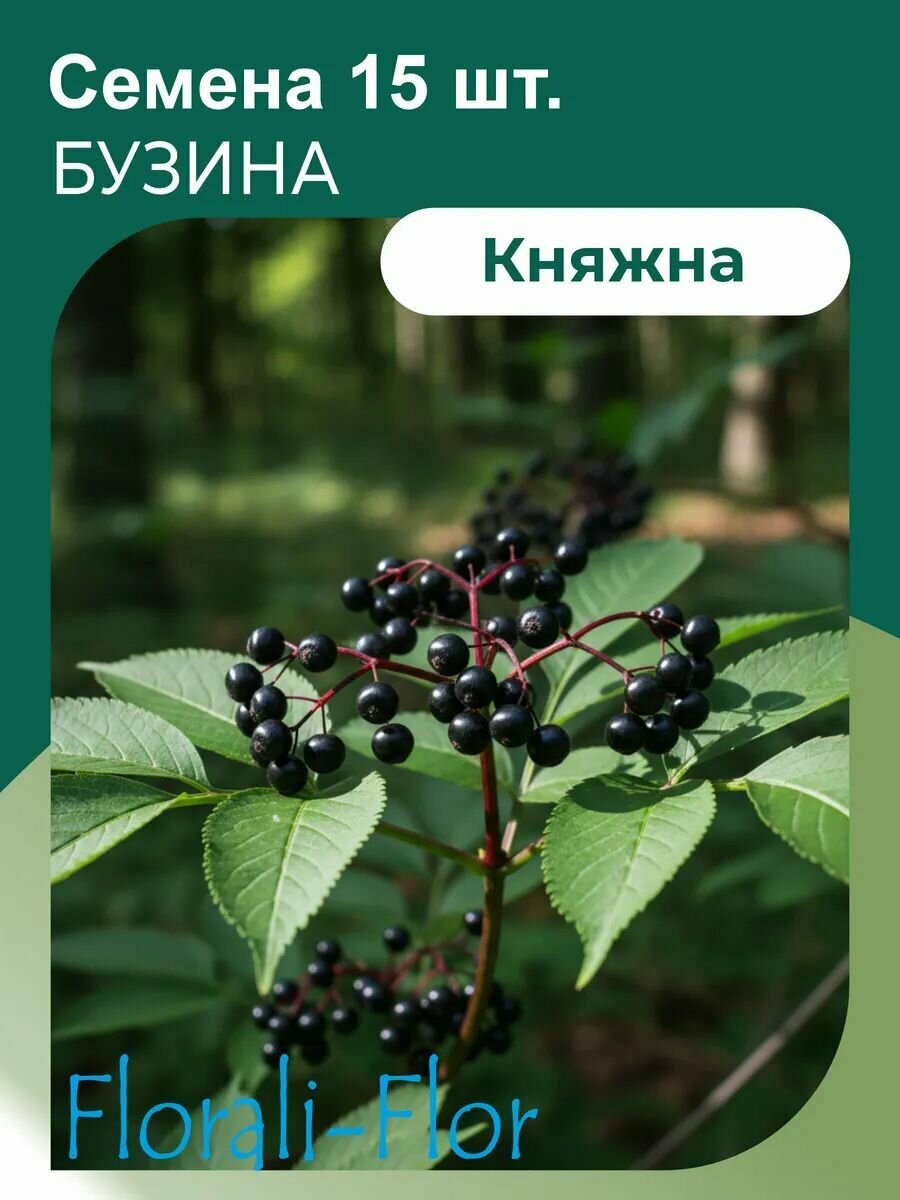 Бузина Семена