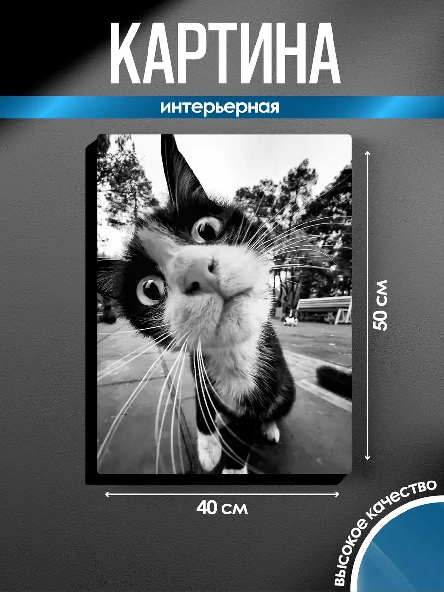 Картина на стену Кот монохром