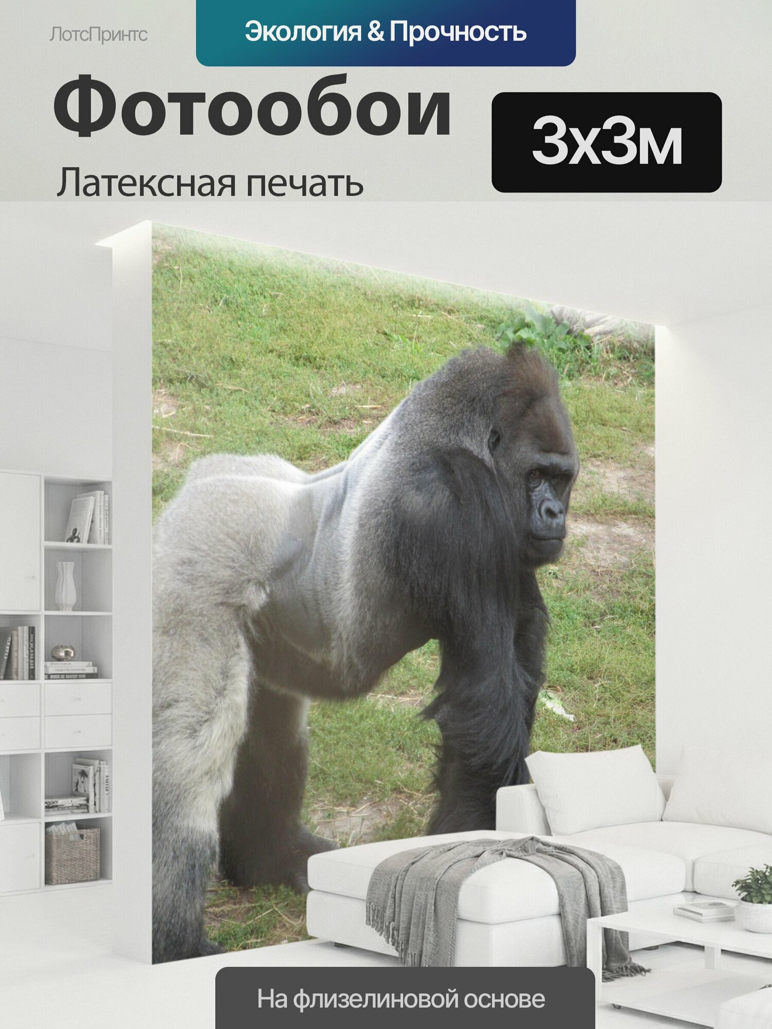 Фотообои моющиеся ударопрочные "Сильвербэк Gorilla позирует Горилла создает в нем корпус в зоопарке. серебряная горилла обезьяна дикая природа." 300x300 см. латексная печать