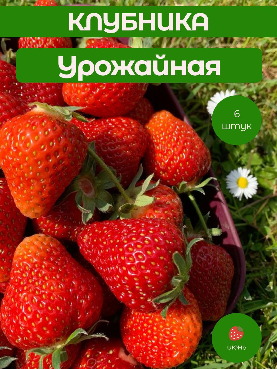 Клубника Урожайная 6 штук саженцы