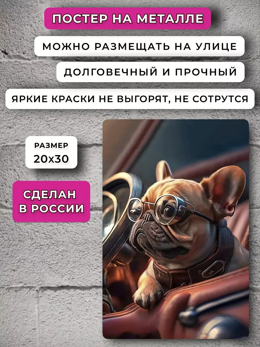 Постер Французский бульдог — фото 1