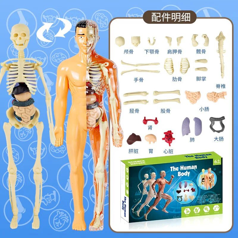 Сборная модель анатомии человека 3D bones (color box)