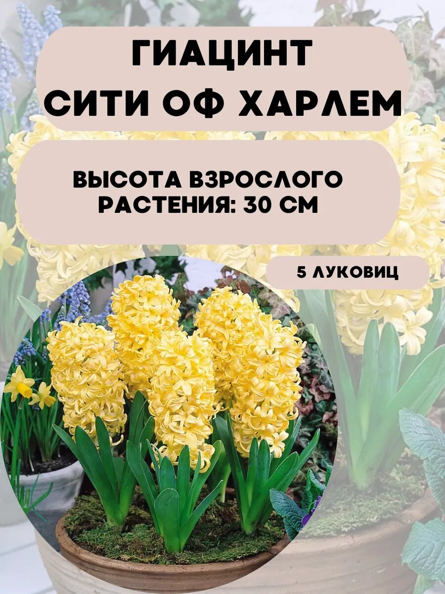 Гиацинт многолетний луковичные растения