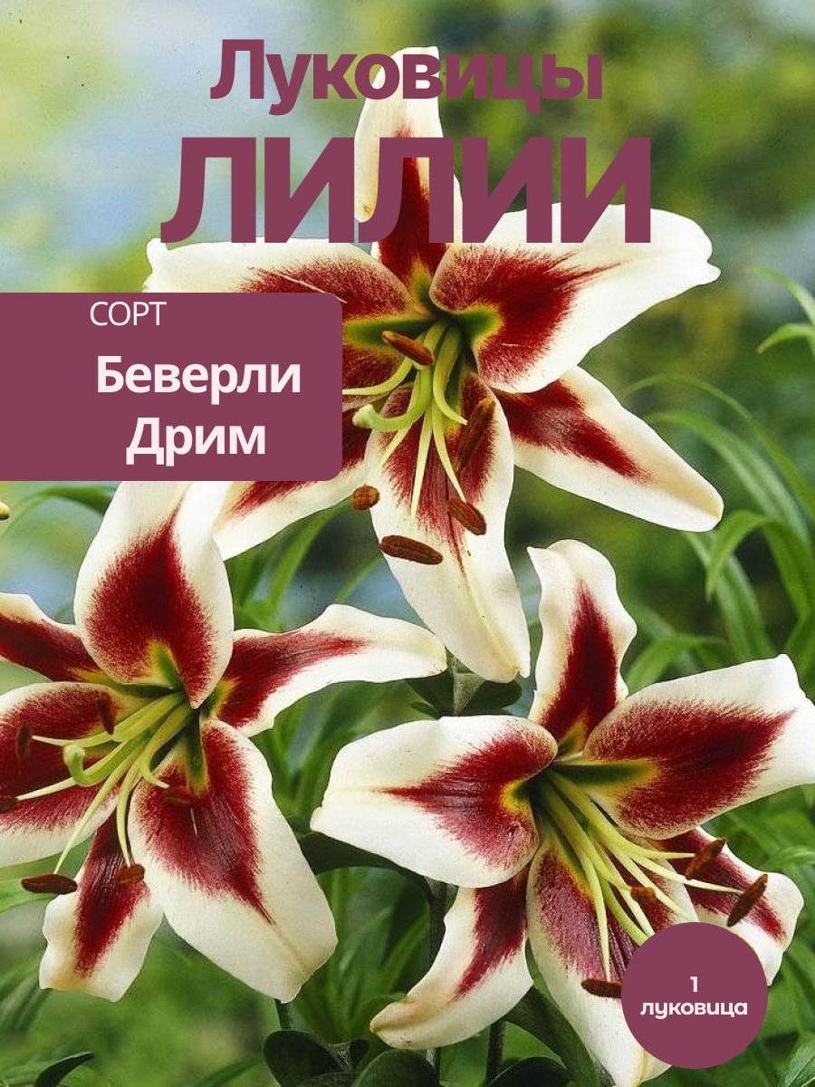 Луковицы Лилии Беверли Дрим 1 шт