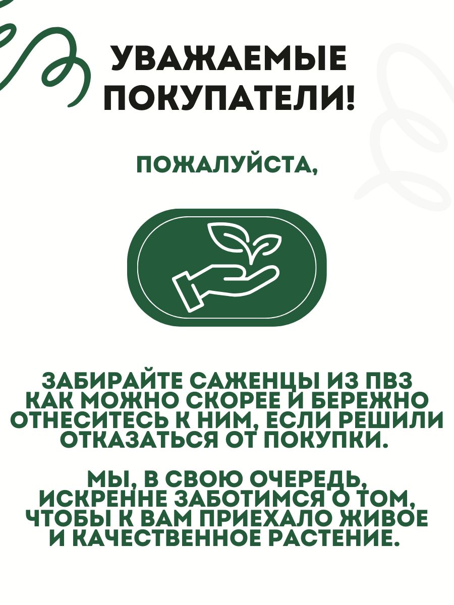 Пузыреплодник Рэд Барон 2 шт. Саженец с ЗКС в горшке! Идеально для сада! — фото 1
