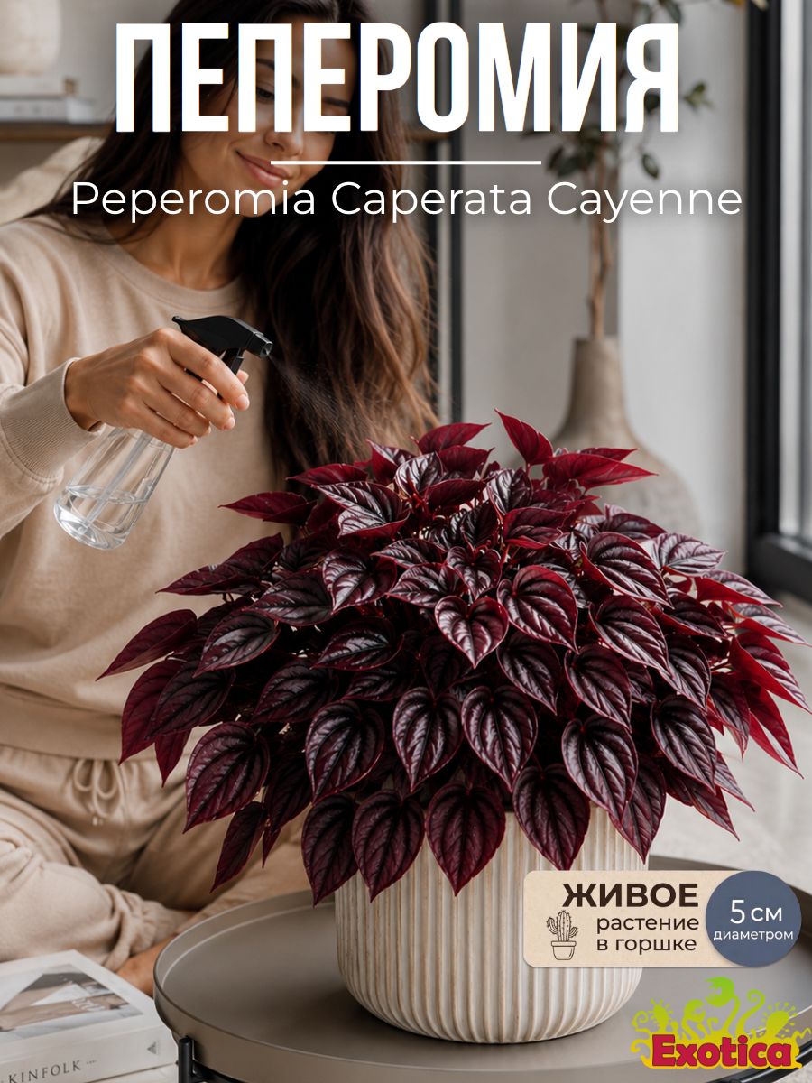 Пеперомия Каперата Кайен (Peperomia Сaperata Cayenne) D5см, комнатный цветок