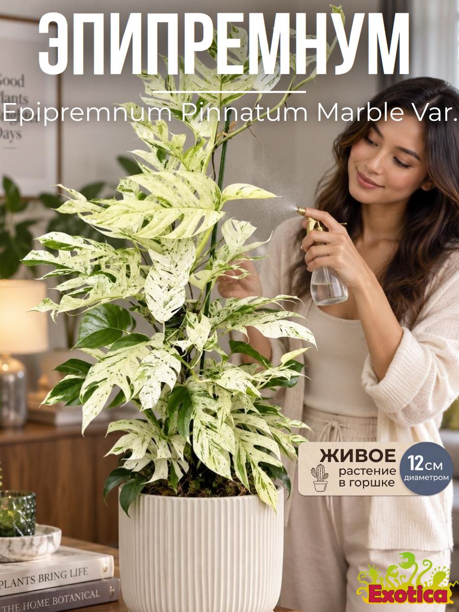 Эпипремнум Пиннатум Вариегата (Epipremnum Pinnatum Marble Variegated) D12см, домашний цветок