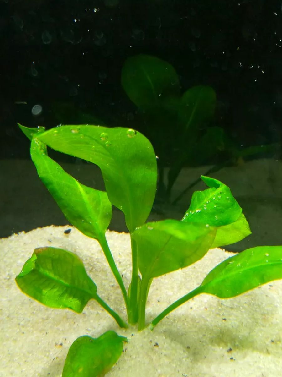 Эхинодорус амазонский (Echinodorus amazonicus)