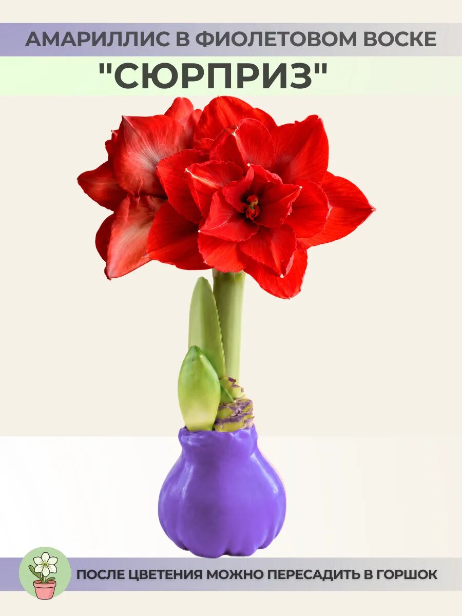 Луковица Амариллиса "Сюрприз", в фиолетовом воске, цветение без полива, микс сортов — 1 шт