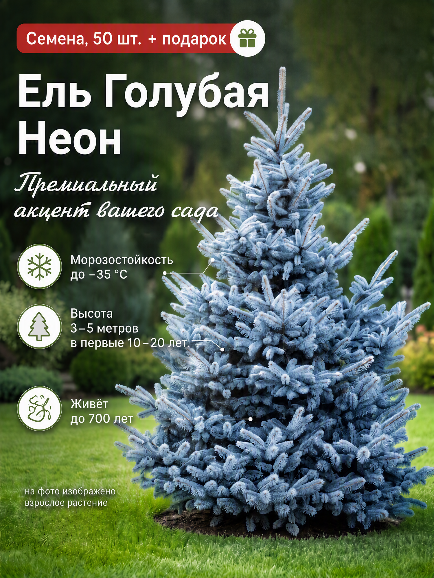 Ель Голубая Неон, Семена 50 шт, семена хвойных растений, семена деревьев