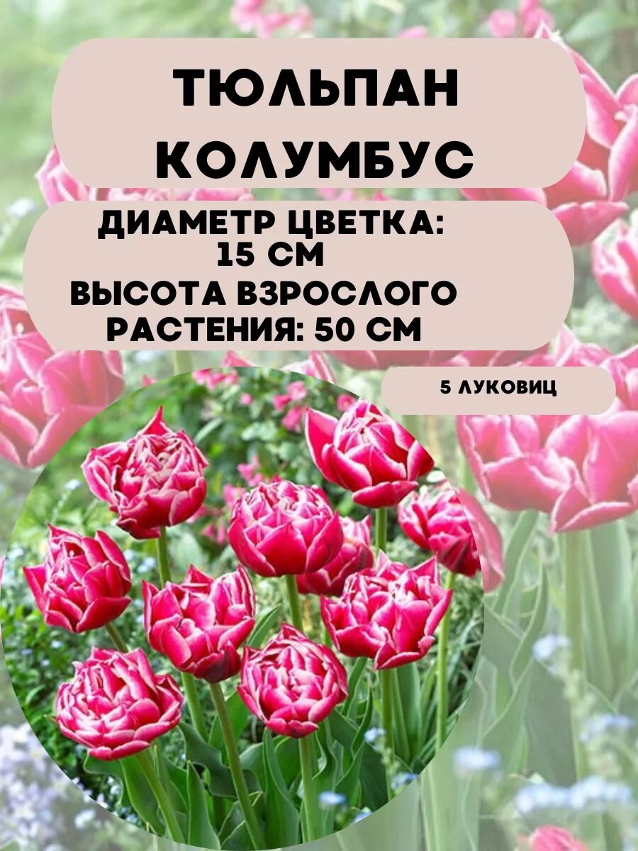 Тюльпан триумф махровый попугайный