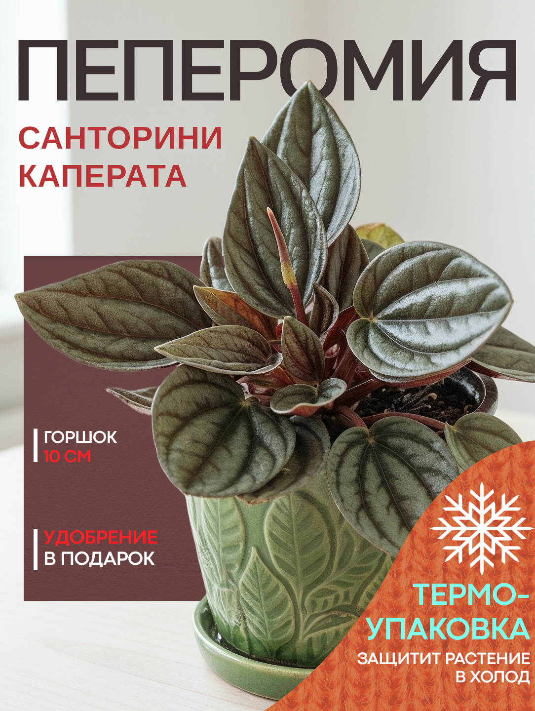 Пеперомия Каперата Санторини