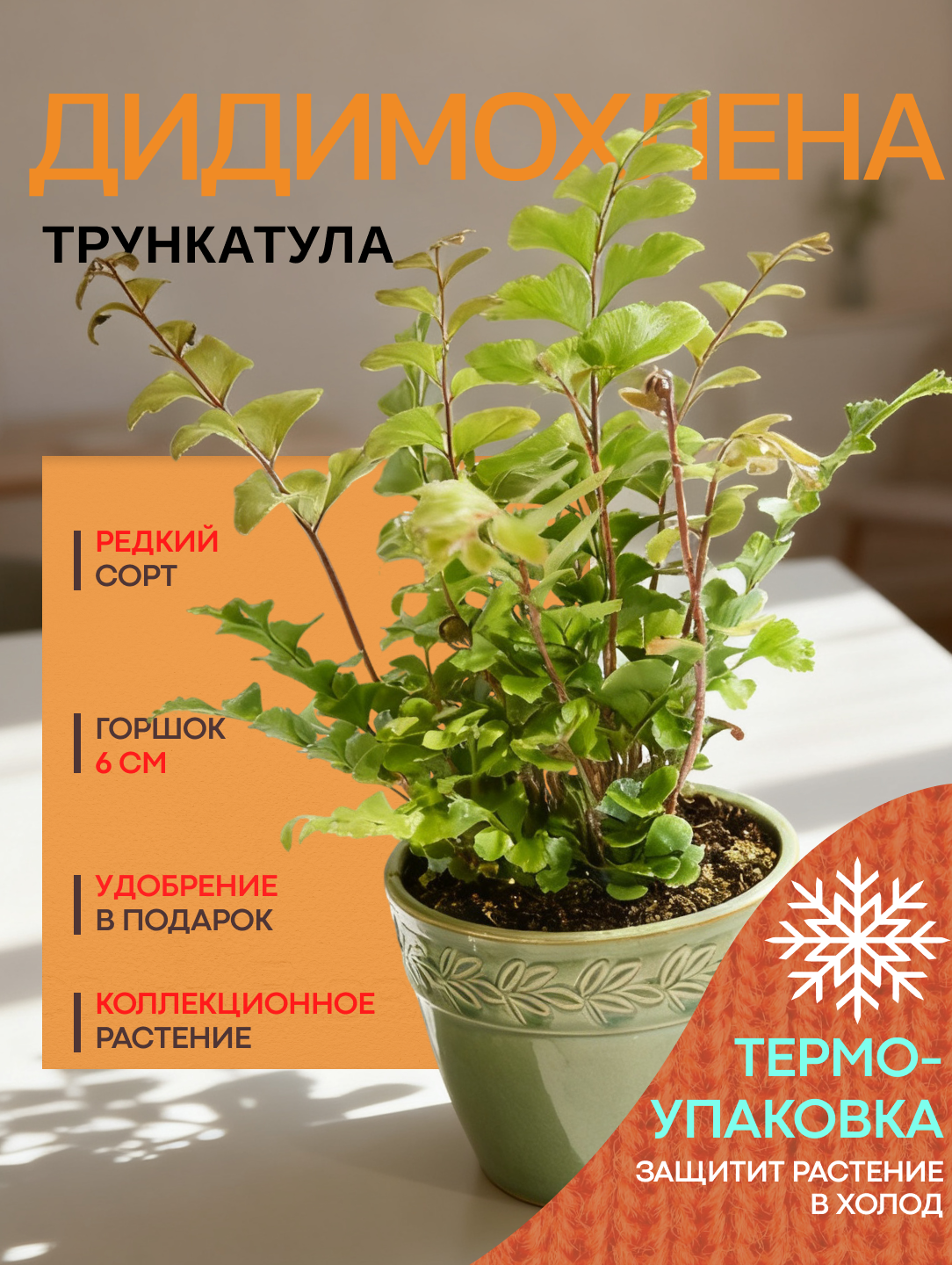 Дидимохлена Трункатула живое комнатное растение в горшке