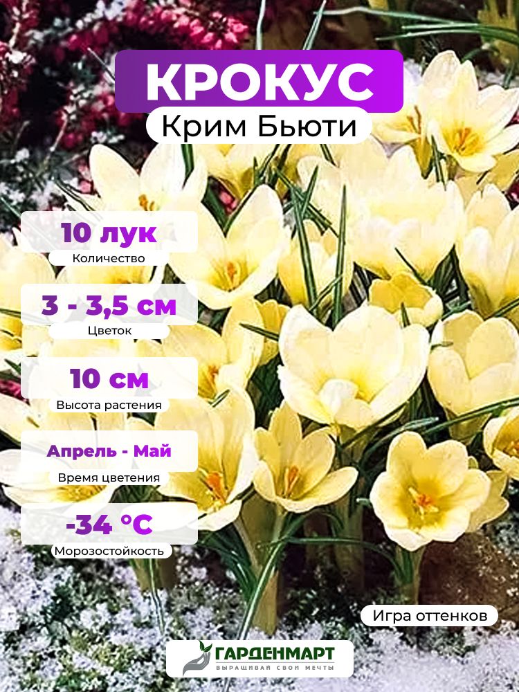 Крокус Крим Бьюти, 10 лук