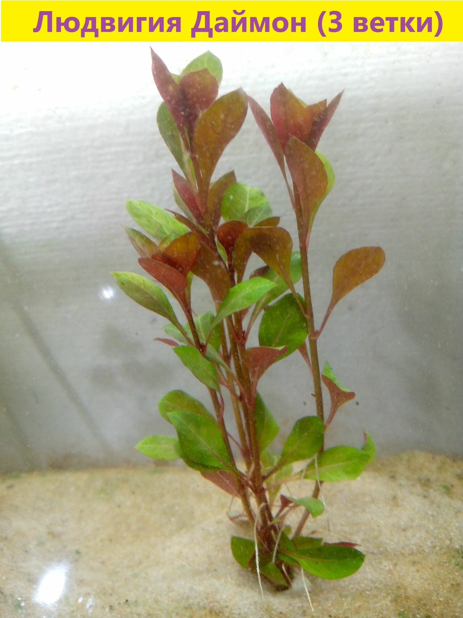 Людвигия перуанская "Даймонд" (3 ветки) (Ludwigia peruensis). Аквариумное растение.
