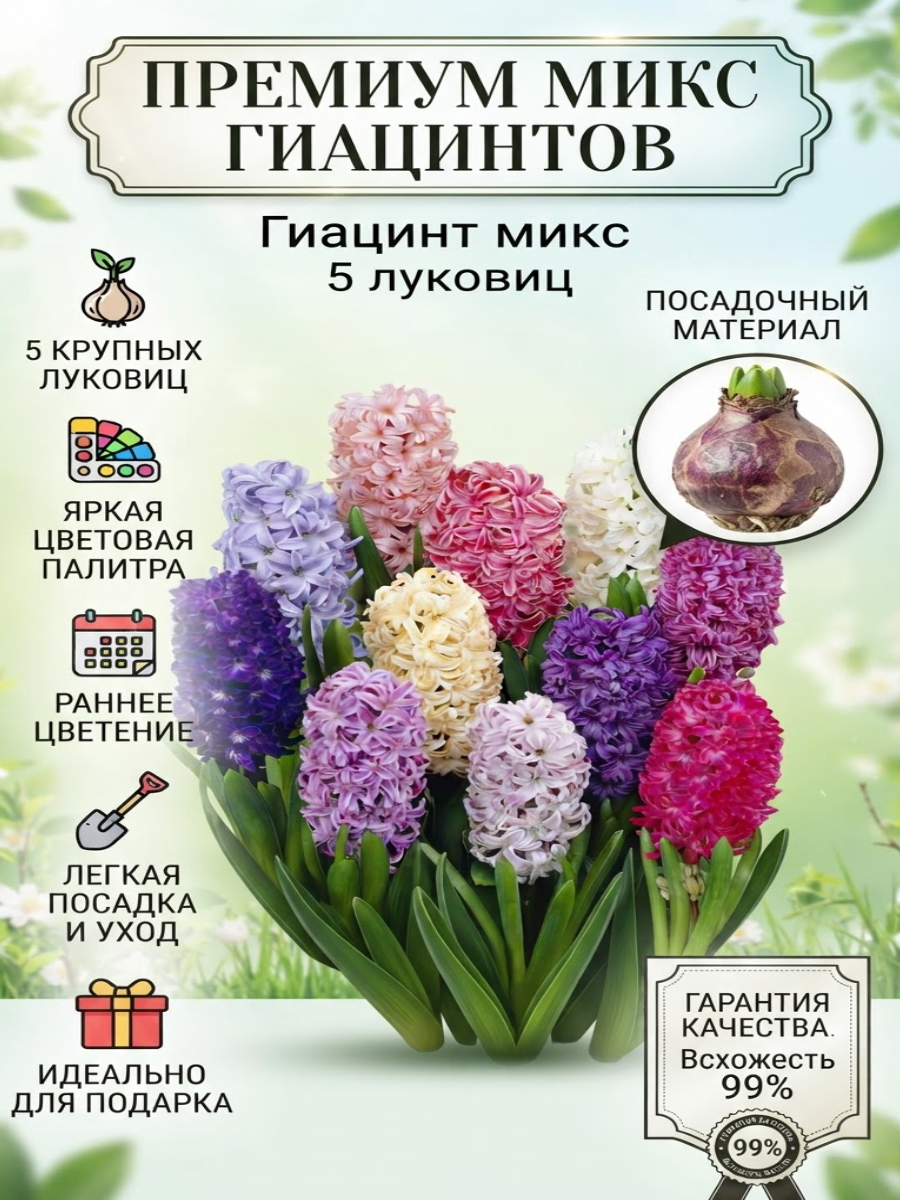 Гиацинт смесь сортов 5 луковиц Смесь включает в себя сорта с различными цветами