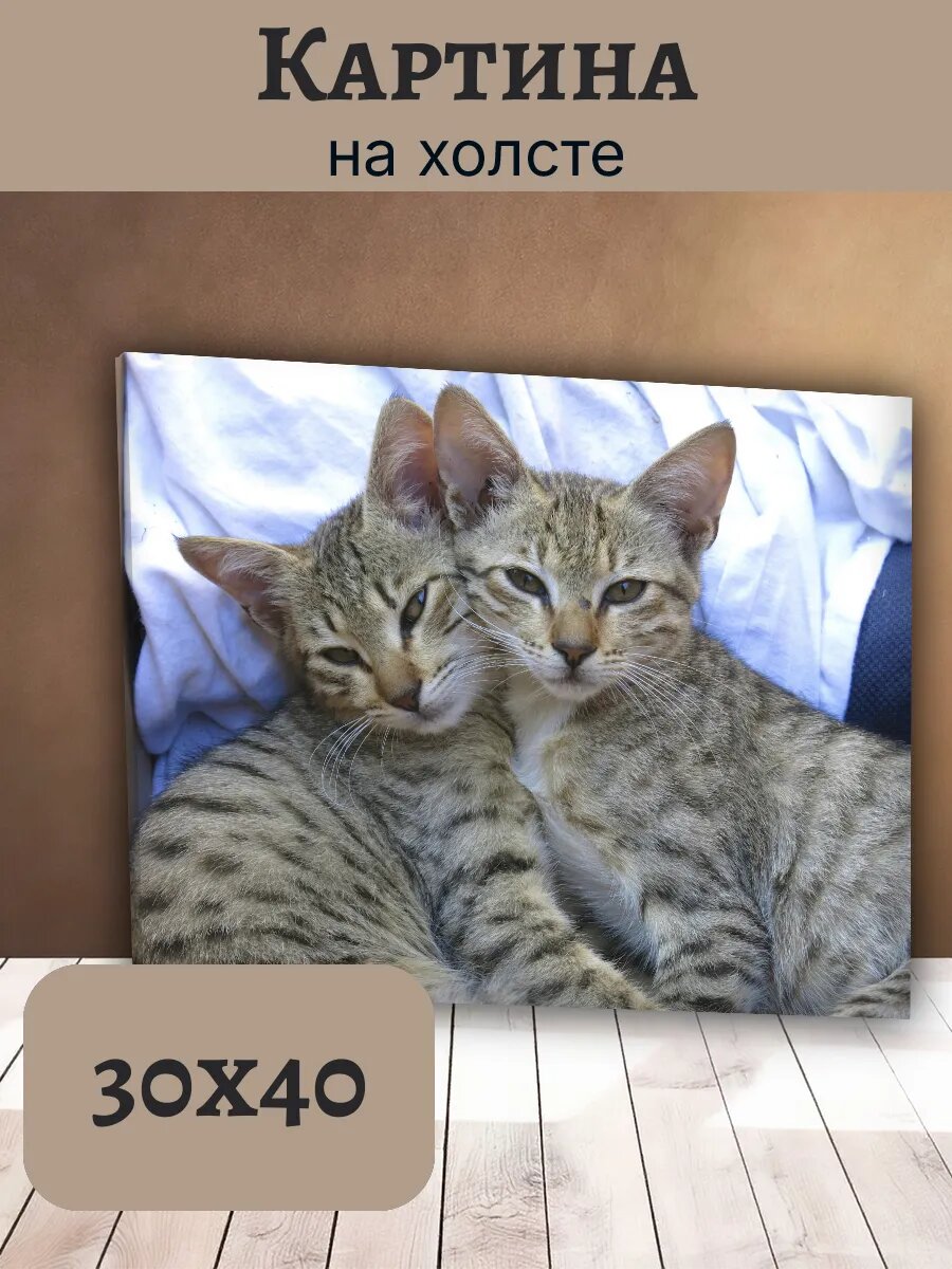 Картина Кот Кошка Cat 30x40 с изображением двух пушистых