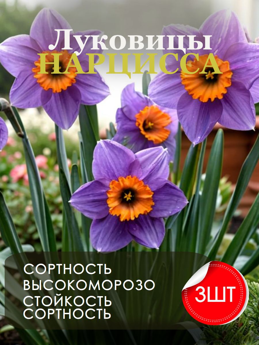 Луковицы Нарцисса