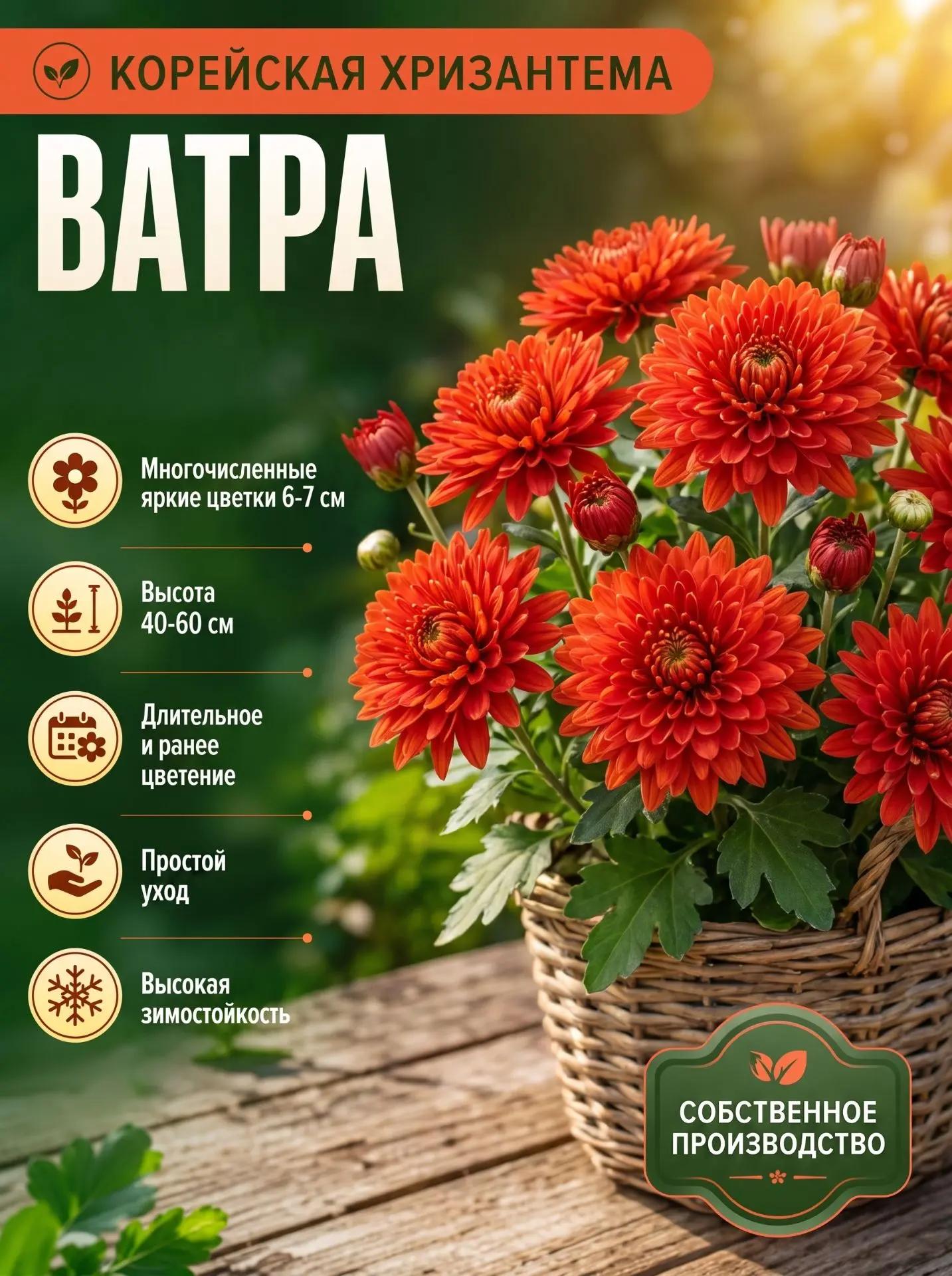 Хризантема корейская «Ватра»
