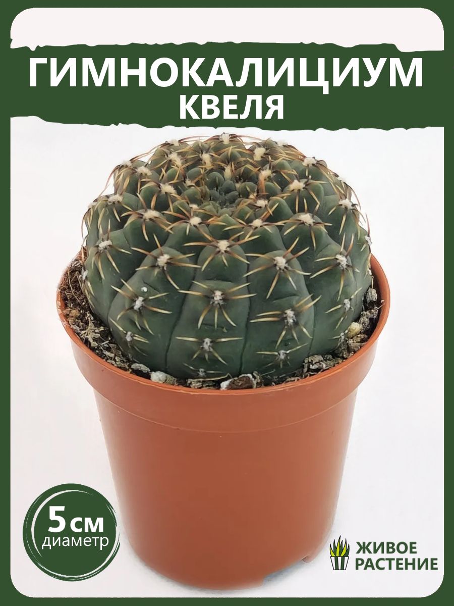 Кактус Гимнокалициум Квеля, D-5