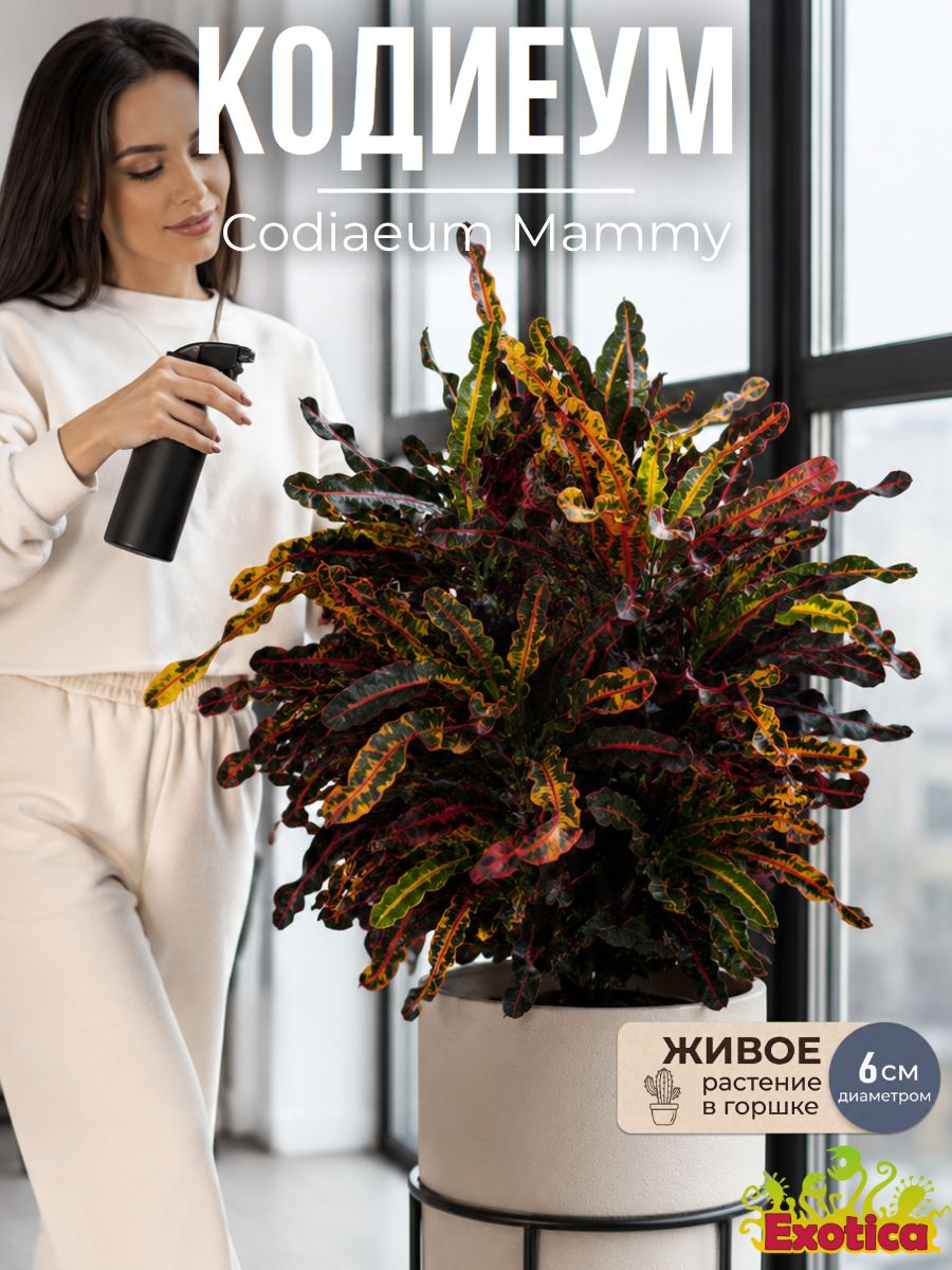 Кодиеум (Кротон) Мамми (Codiaeum Mammy) D6см, живое растение
