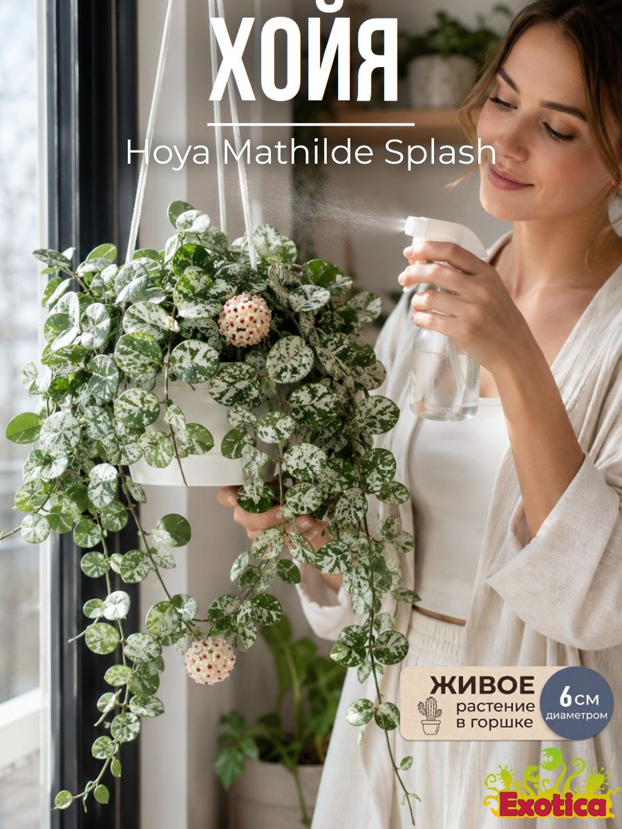 Хойя Матильда Сплэш (Hoya Mathilde Splash) D6см, комнатный цветок