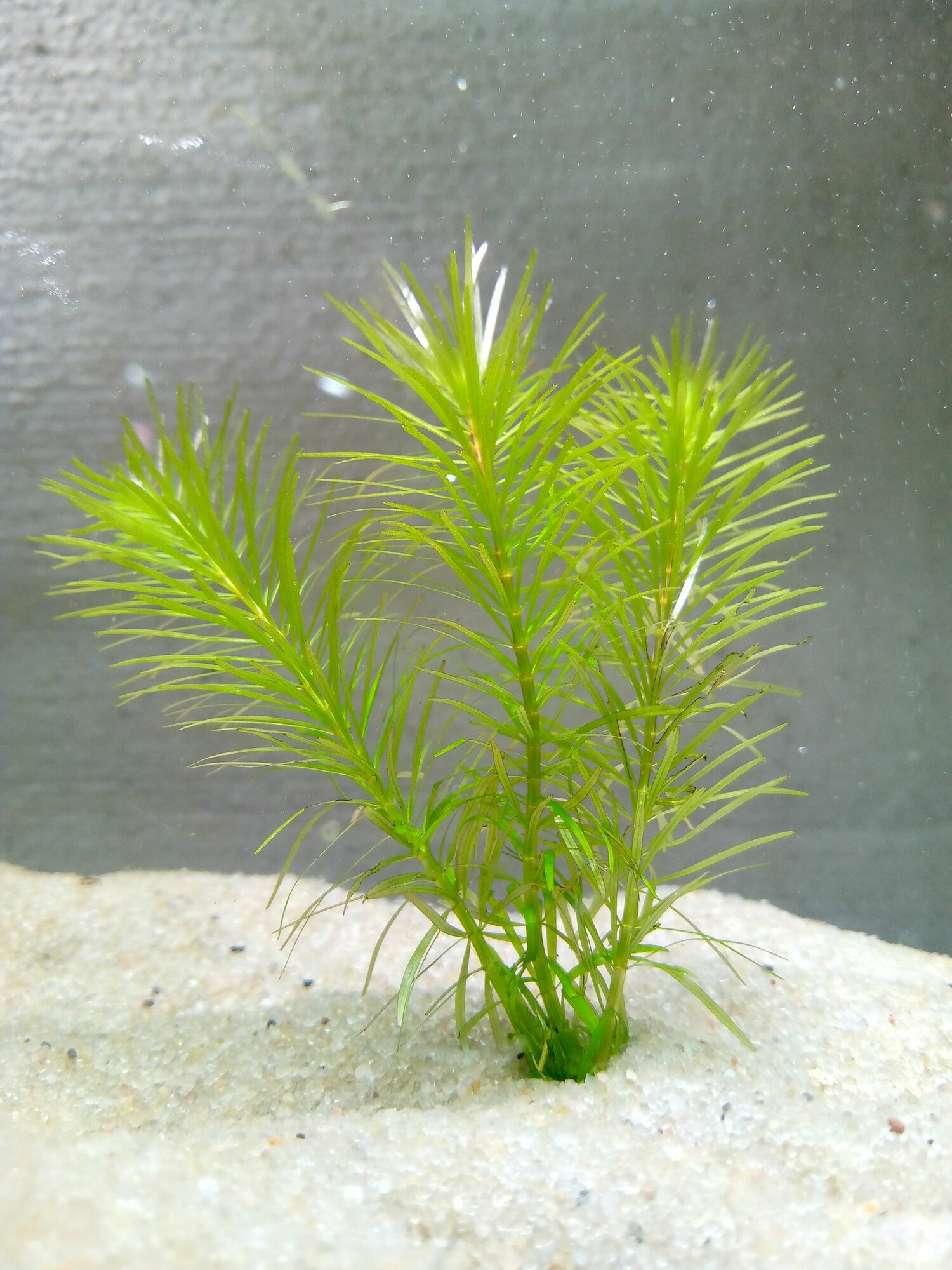 Ротала Бангладеш (5 Веток) (Rotala sp. Bangladesch) Аквариумная