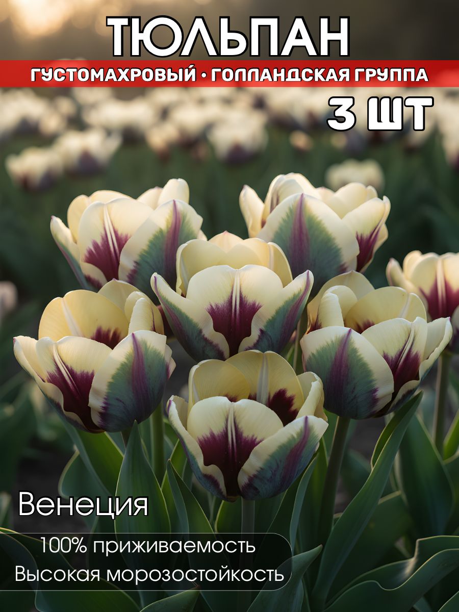 Тюльпан Венеция луковицы 3 шт