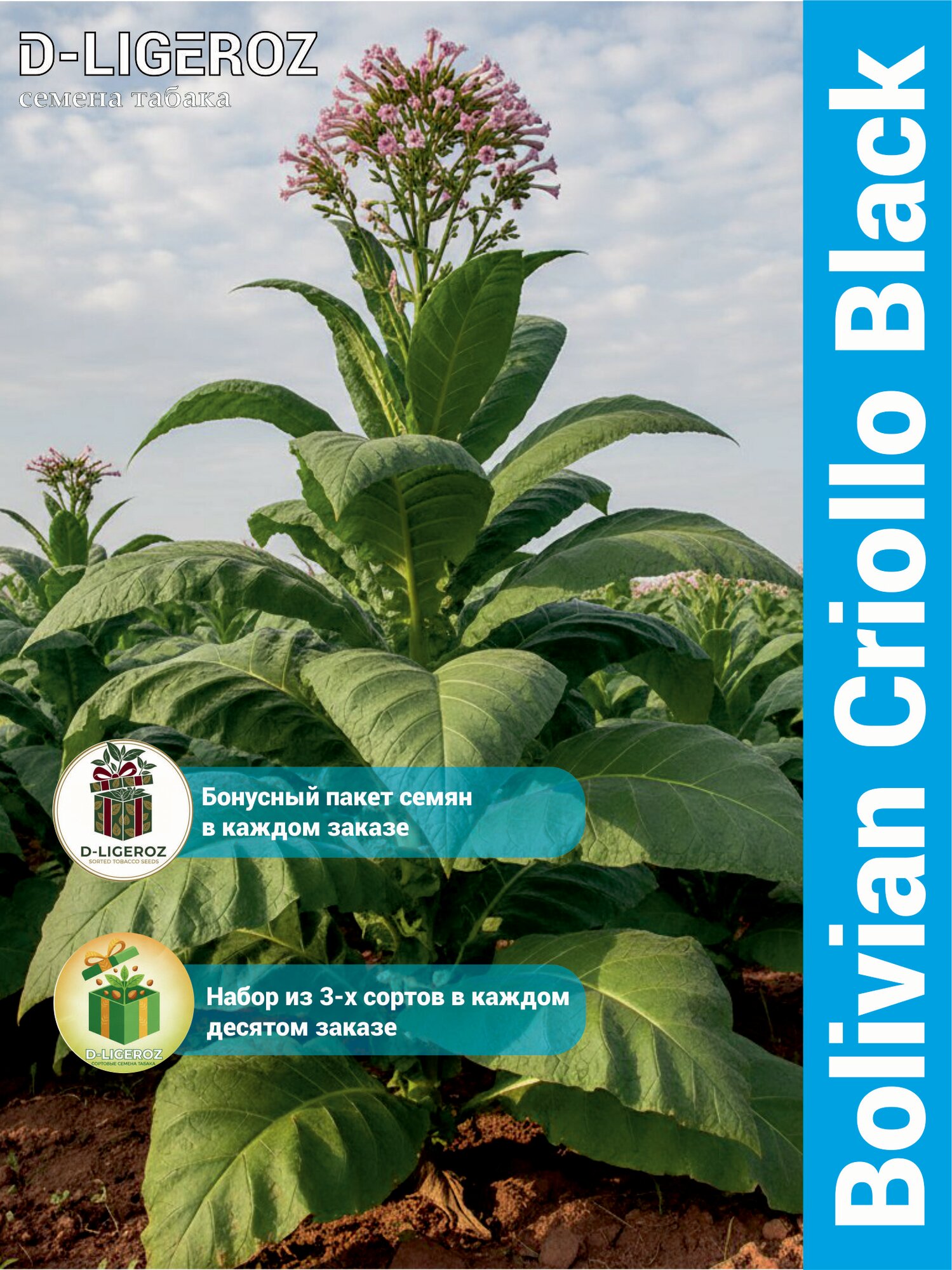 Табак Bolivian Criollo Black семена (500 шт)
