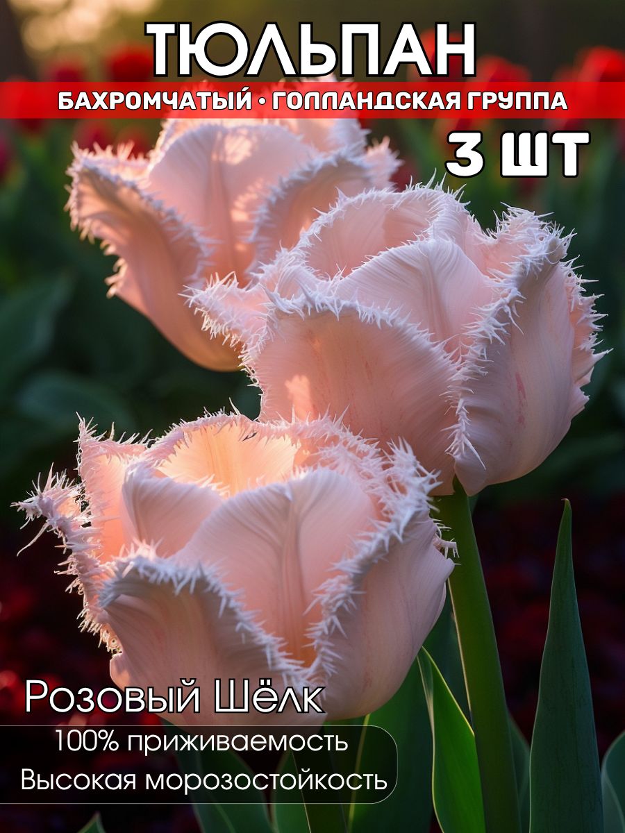 Тюльпан Розовый Шёлк луковицы 3 шт