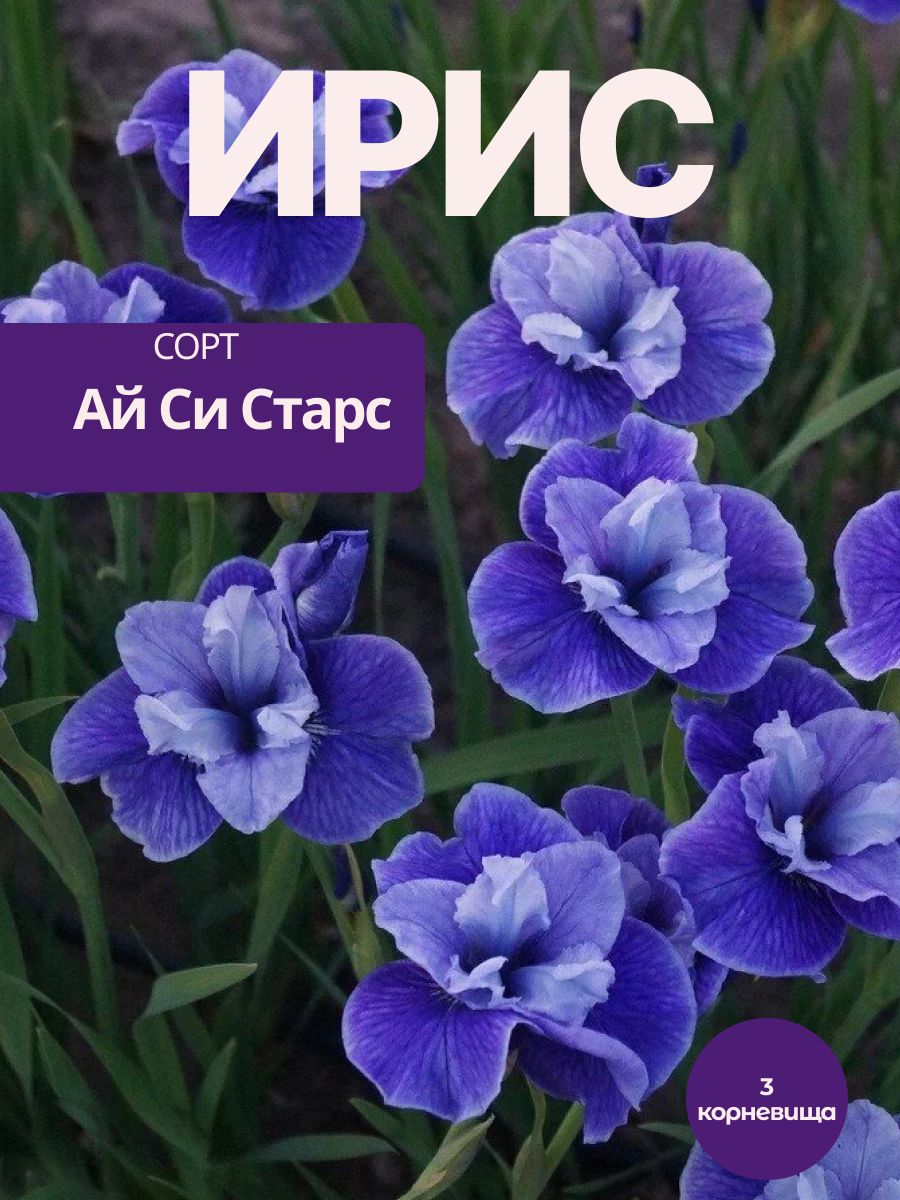 Ирис Ай Си Старс, корневище 3 шт