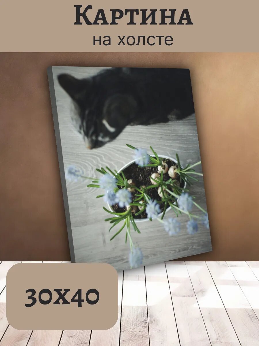 Картина Постер Кот Кошка Cat 30x40 весенний Цветущий Горшок