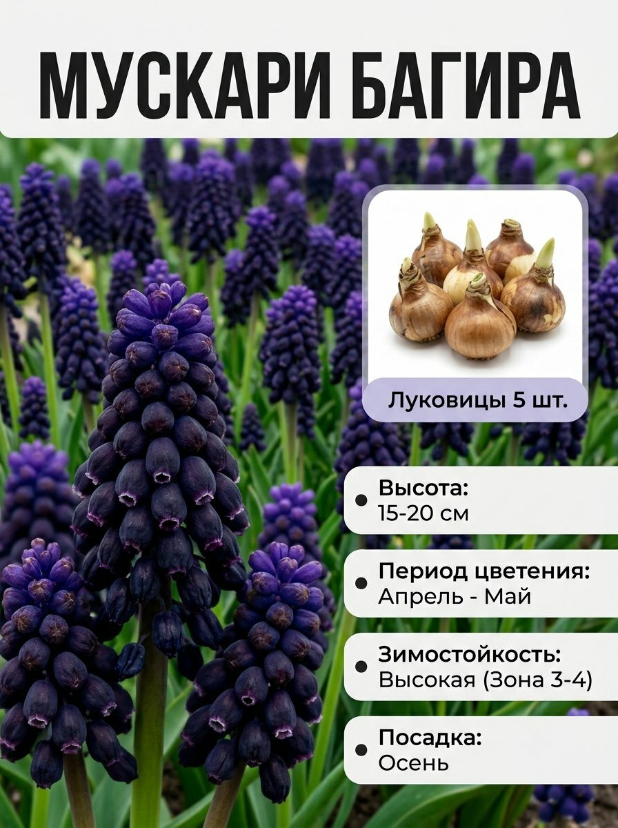Мускари луковицы Багира 5шт