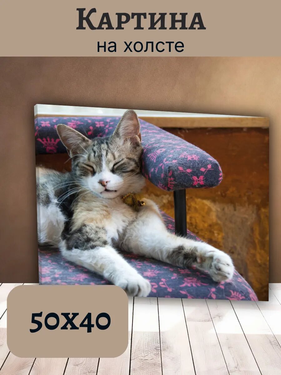 Картина Кот Кошка Cat 40x50 уютный спящий котенок на мебели