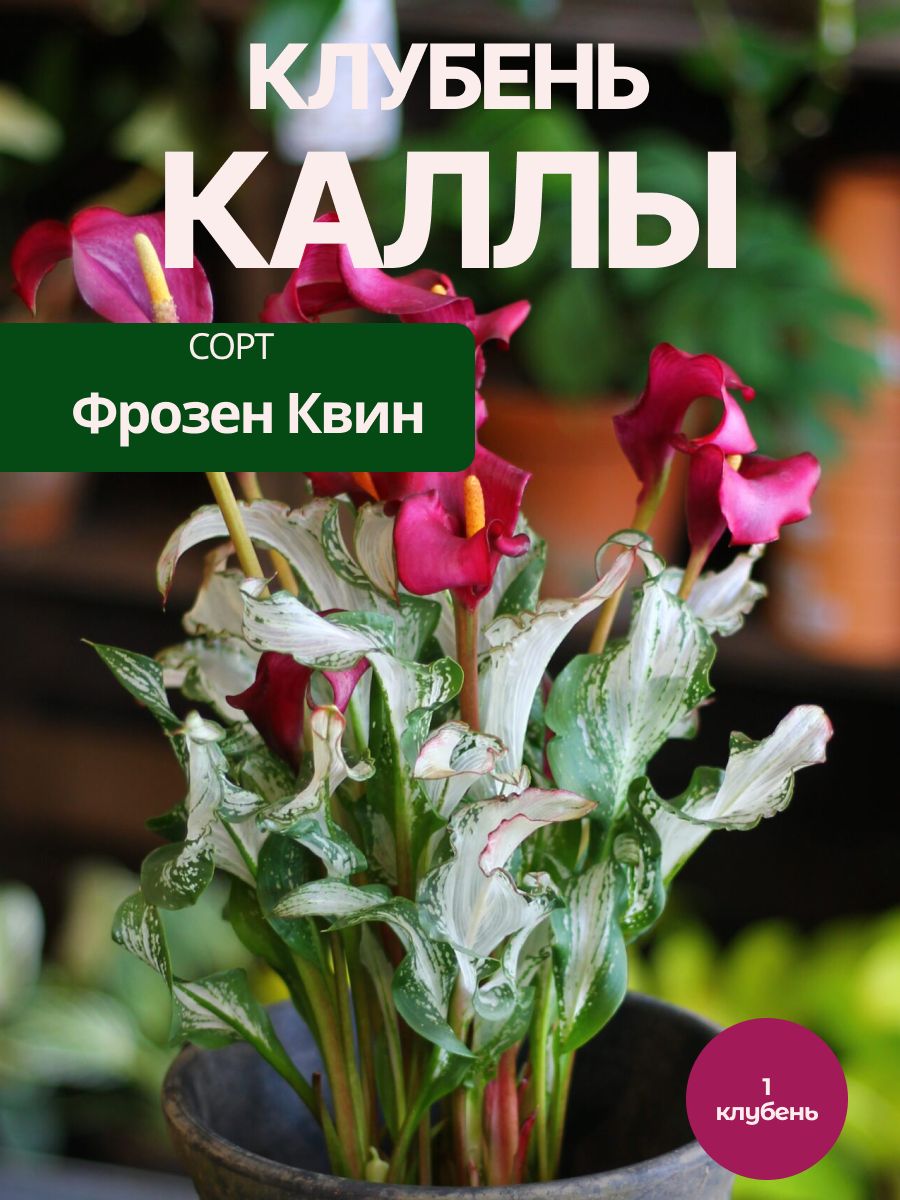 Калла Фрозен Квин, 1шт