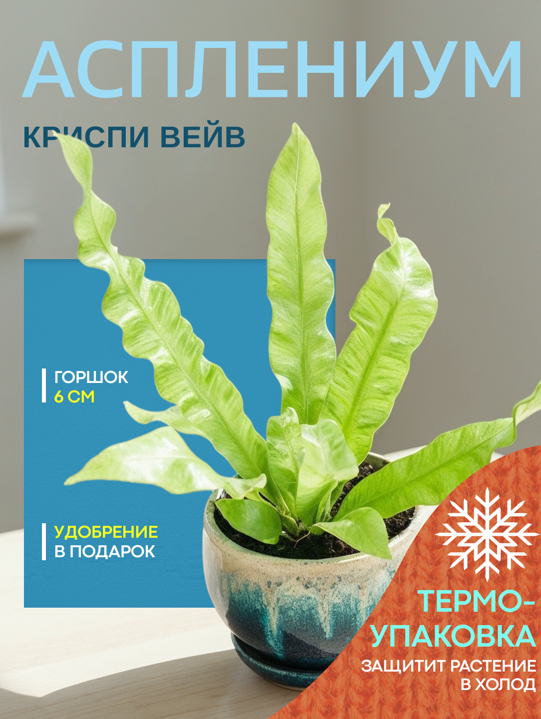 Асплениум Криспи Вейв Живое комнатное растение