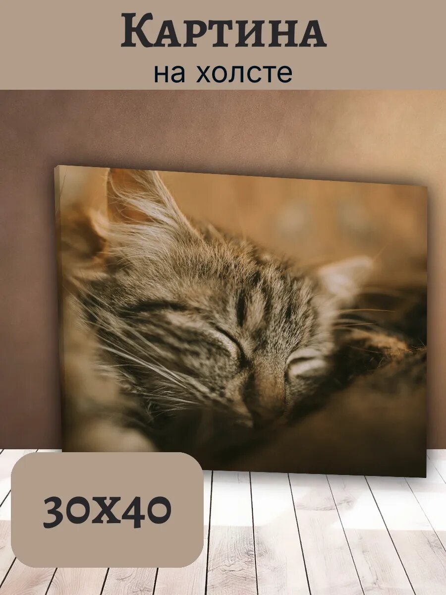 Картина Кот Кошка Cat 30x40 спящий пушистый котенок
