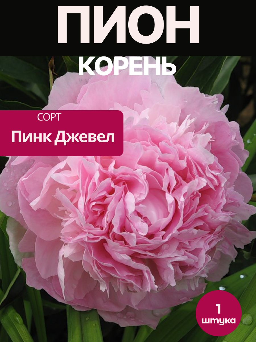 Пион Пинк Джевел корень 1 шт