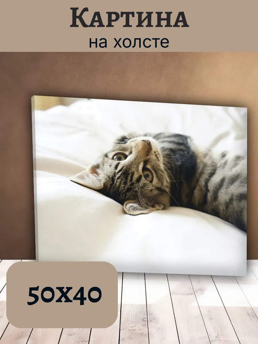 Картина Кот Кошка Cat 40x50 пушистый полосатый табби