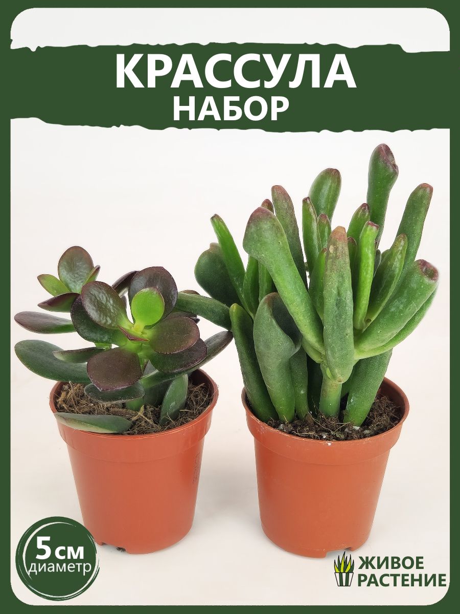 Крассула Овата и Крассула Хоббит, Суккуленты D-5, 2 шт