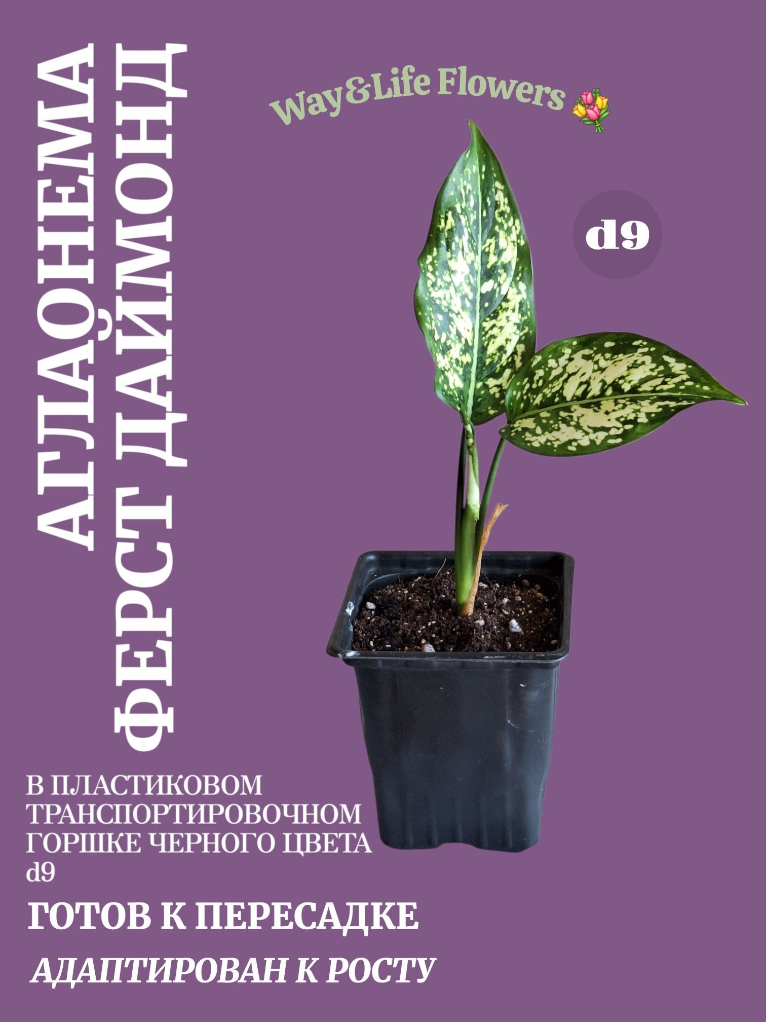 Аглаонема Ферст Даймонд Aglaonema First Diamond d 9
