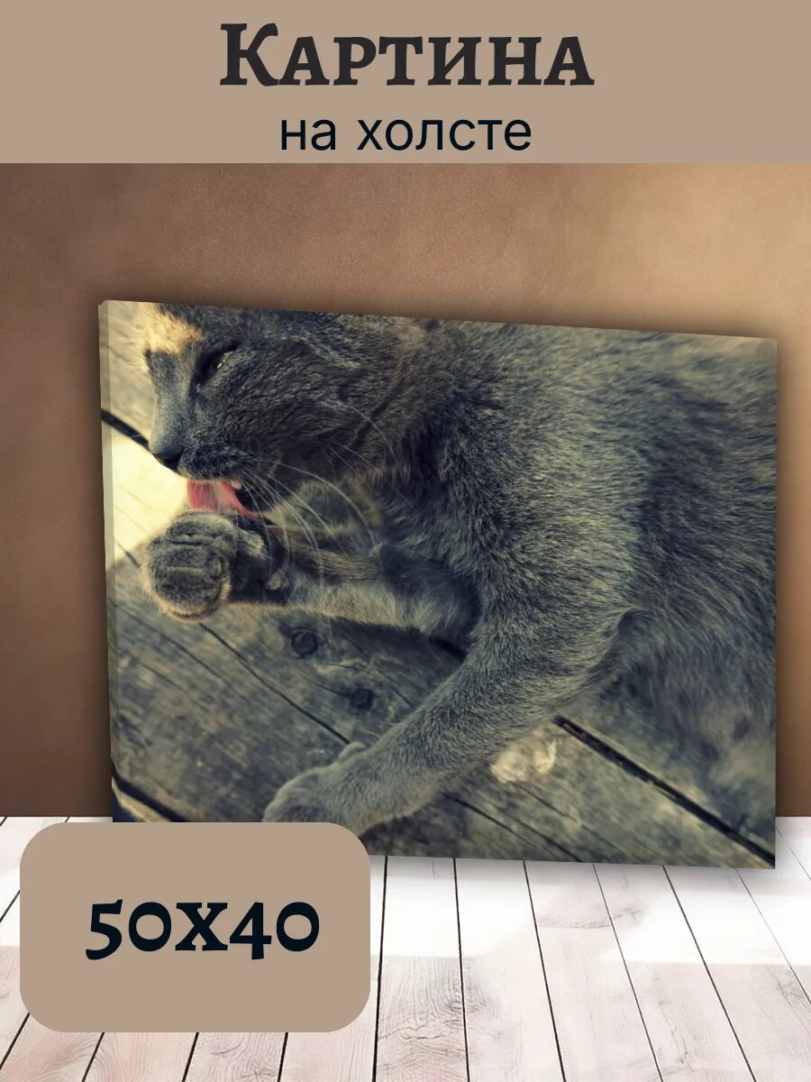 Картина Кот Кошка Cat 40x50 умывающийся на деревянном полу