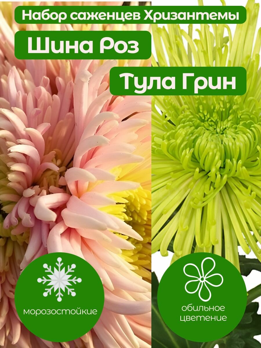 Хризантемы Шина Роз и Тула Грин