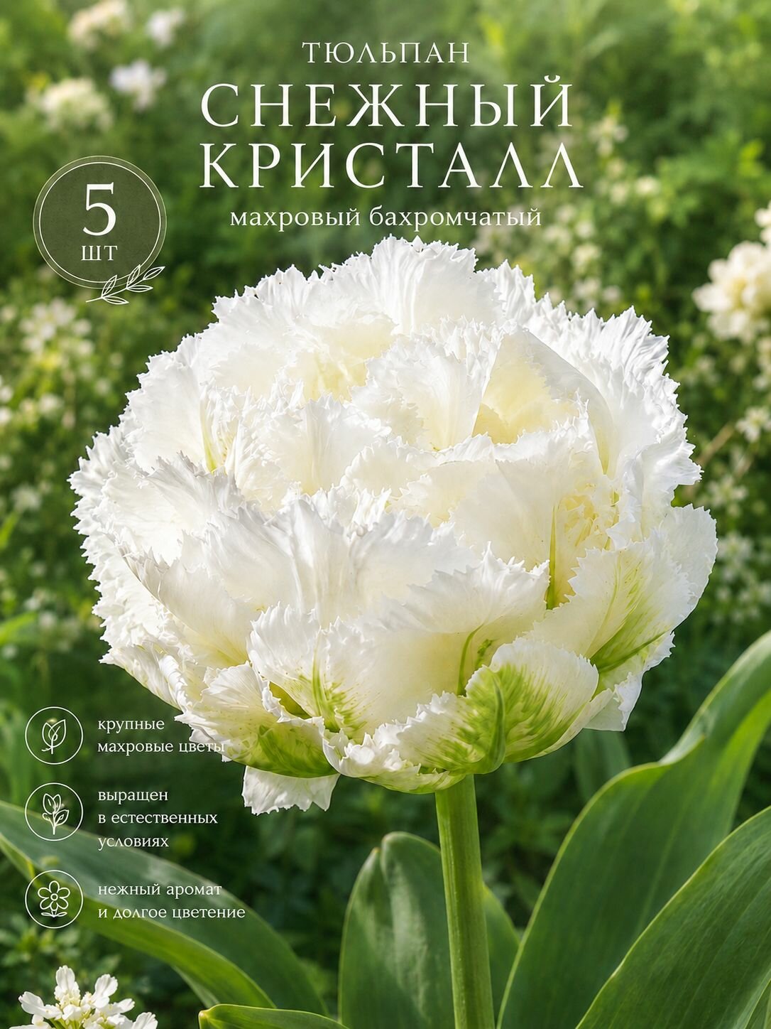 Тюльпан луковицы многолетние сорта "Снежный Кристалл" , 5 шт