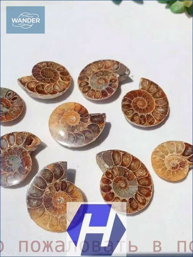 1 пара кусочков раковины из натурального аммонита, Образцы минералов, Полированные драгоценные камни